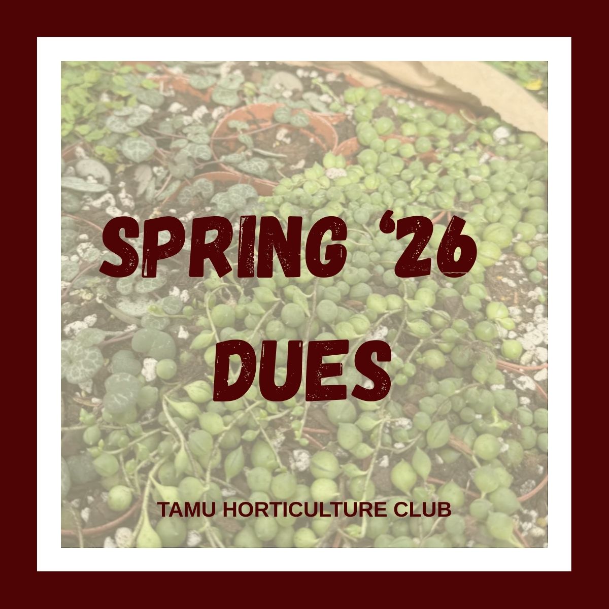Spring '26 Dues - Products - SOFC Texas A&M University eStore